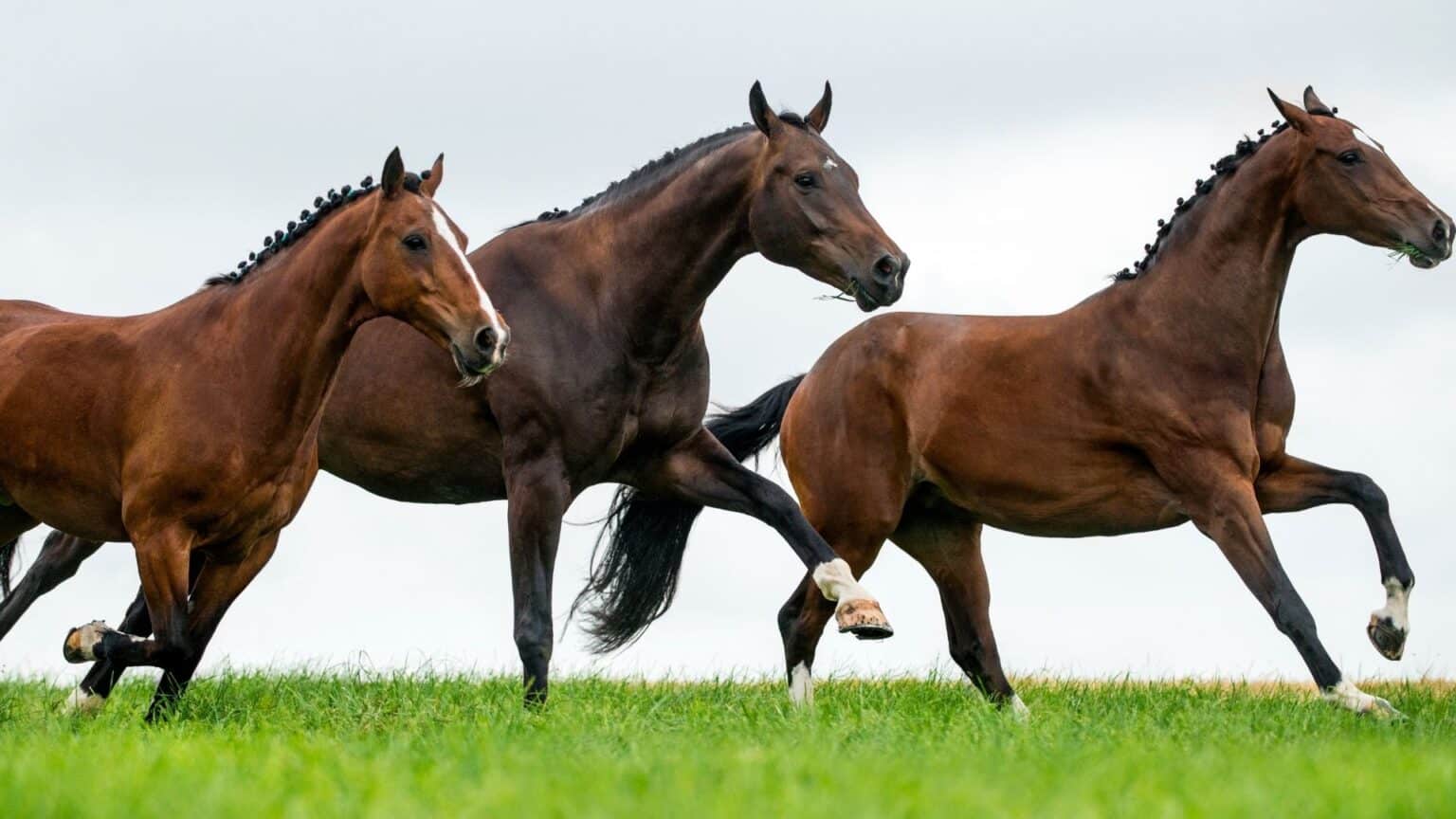 Understanding the Various Types of Equine Skin Tumors - Polk Equine